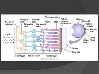 Visual Pathway - Ophthalmology - Eye | PPTX
