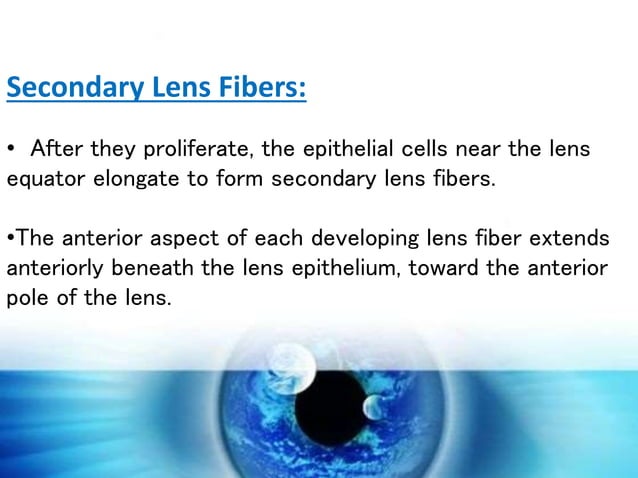 Embryology and developmental defects of lens | PPTX | Eye and Vision ...