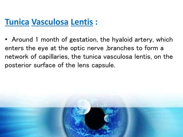 Embryology and developmental defects of lens | PPTX | Eye and Vision ...