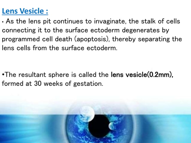 Embryology and developmental defects of lens | PPTX | Eye and Vision ...