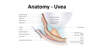 Uveitis | PPTX