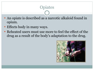 Opiates In The Human Body | PPT
