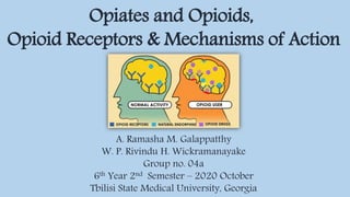 Opiates & opioids, receptors & mechanism | PPTX