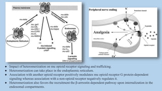 Opiates & opioids, receptors & mechanism | PPTX | Illegal Drugs ...