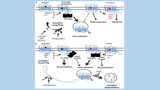Opiates & opioids, receptors & mechanism | PPTX | Illegal Drugs ...