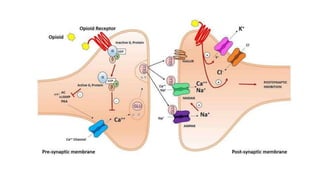 OPIODS AND ITS CLASSIFICATION WITH IMP POINTS | PPTX