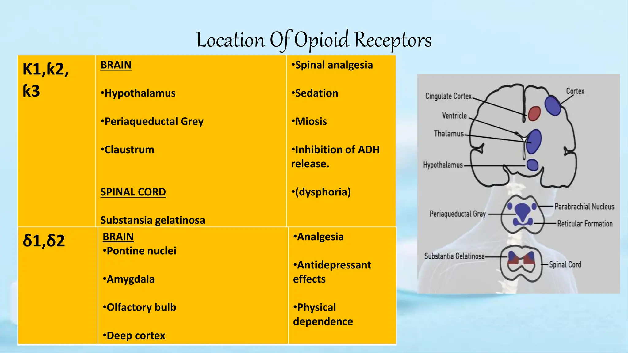 Opioid Receptors and the opioid analgesics | PPTX