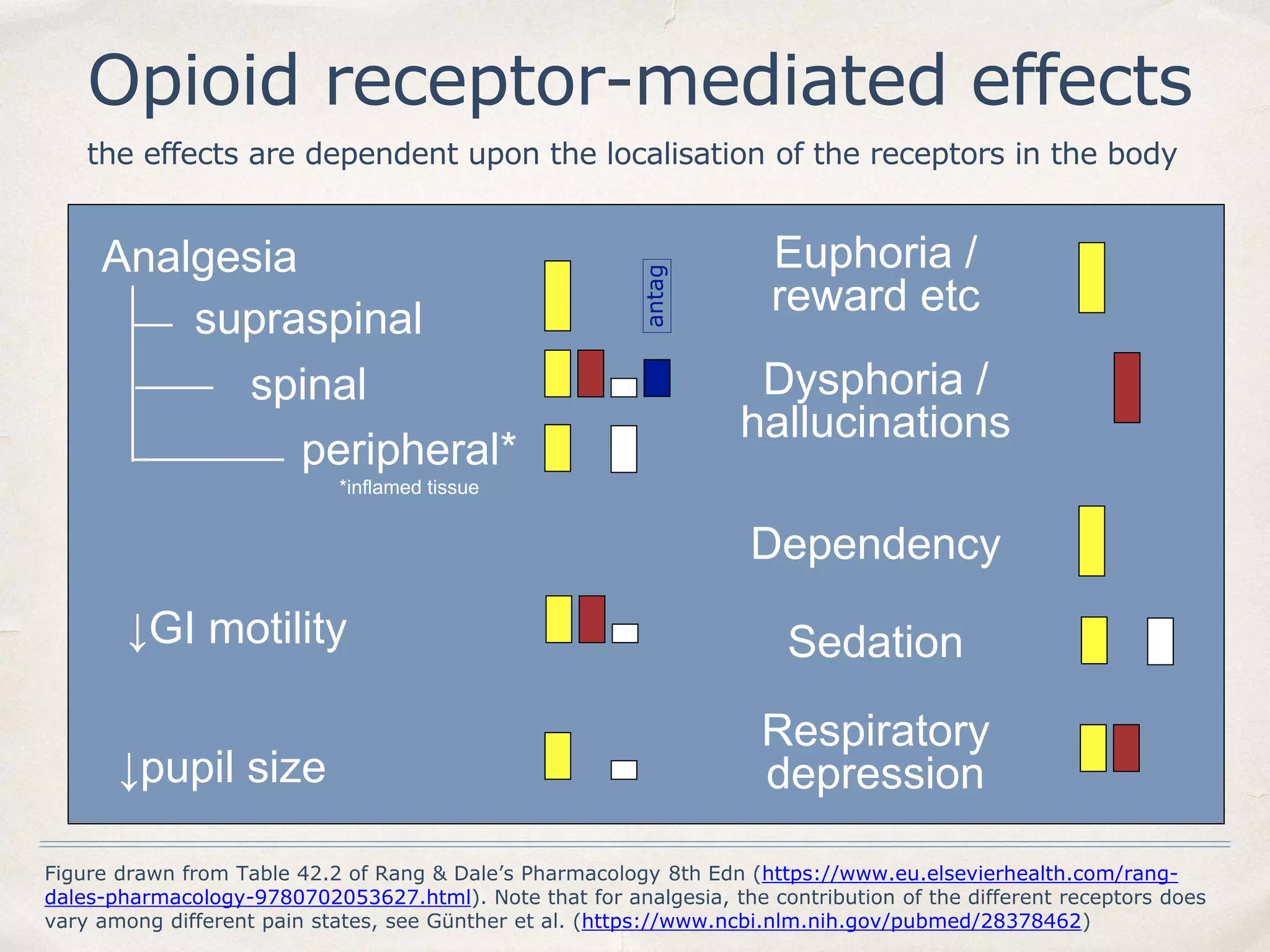Opioid analgesics- an introduction | PPTX