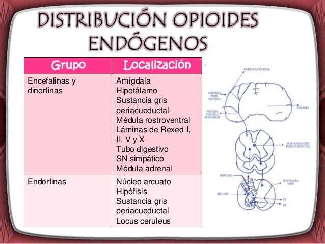 Descubre la Teoría de los Opioides Endógenos: Cómo afectan a tu cuerpo y mente ★ Teoría Online