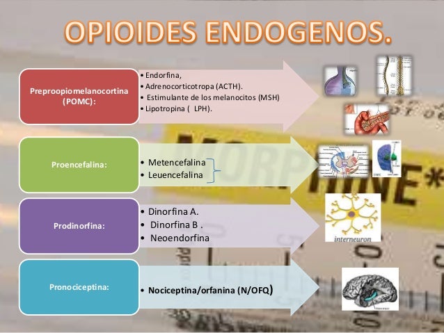 Opioides Endogenos
