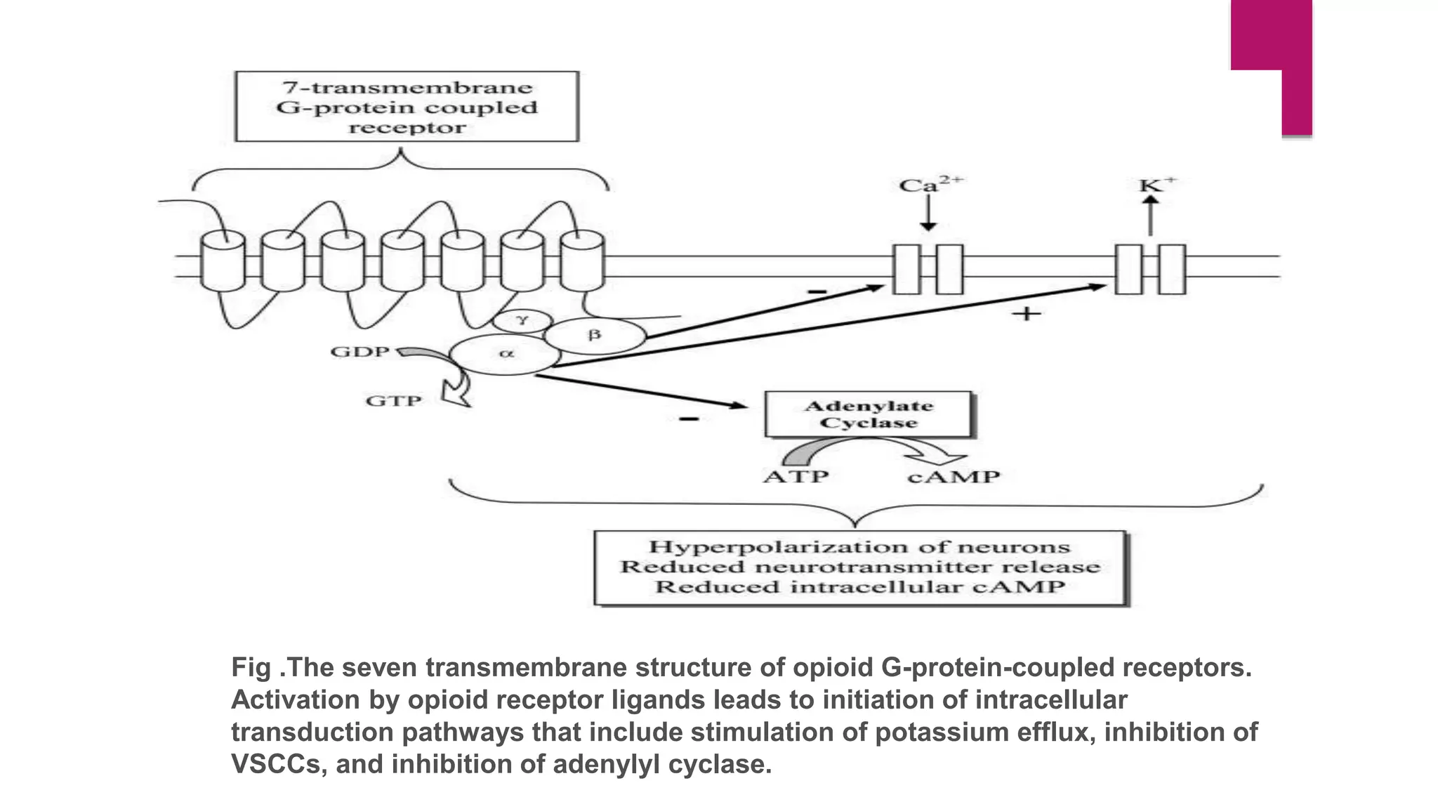 OPIOID PEPTIDES AND OPIOID RECEPTORS sachin-2.pptx