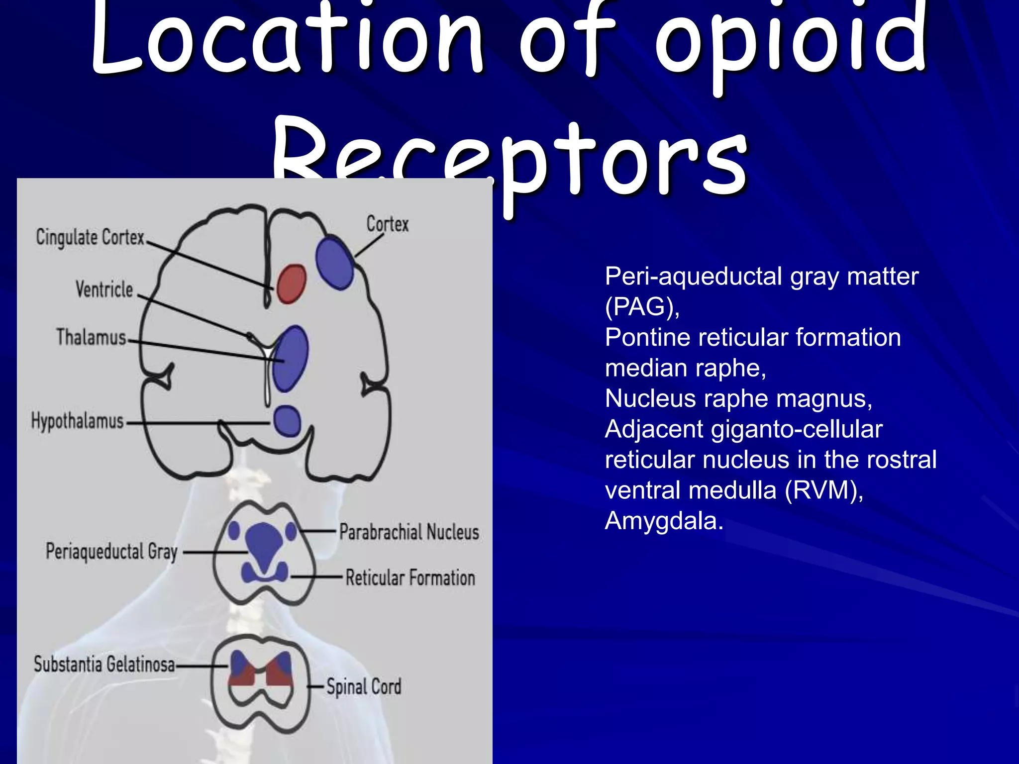 Opioid receptors & opioid analgesics | PPTX