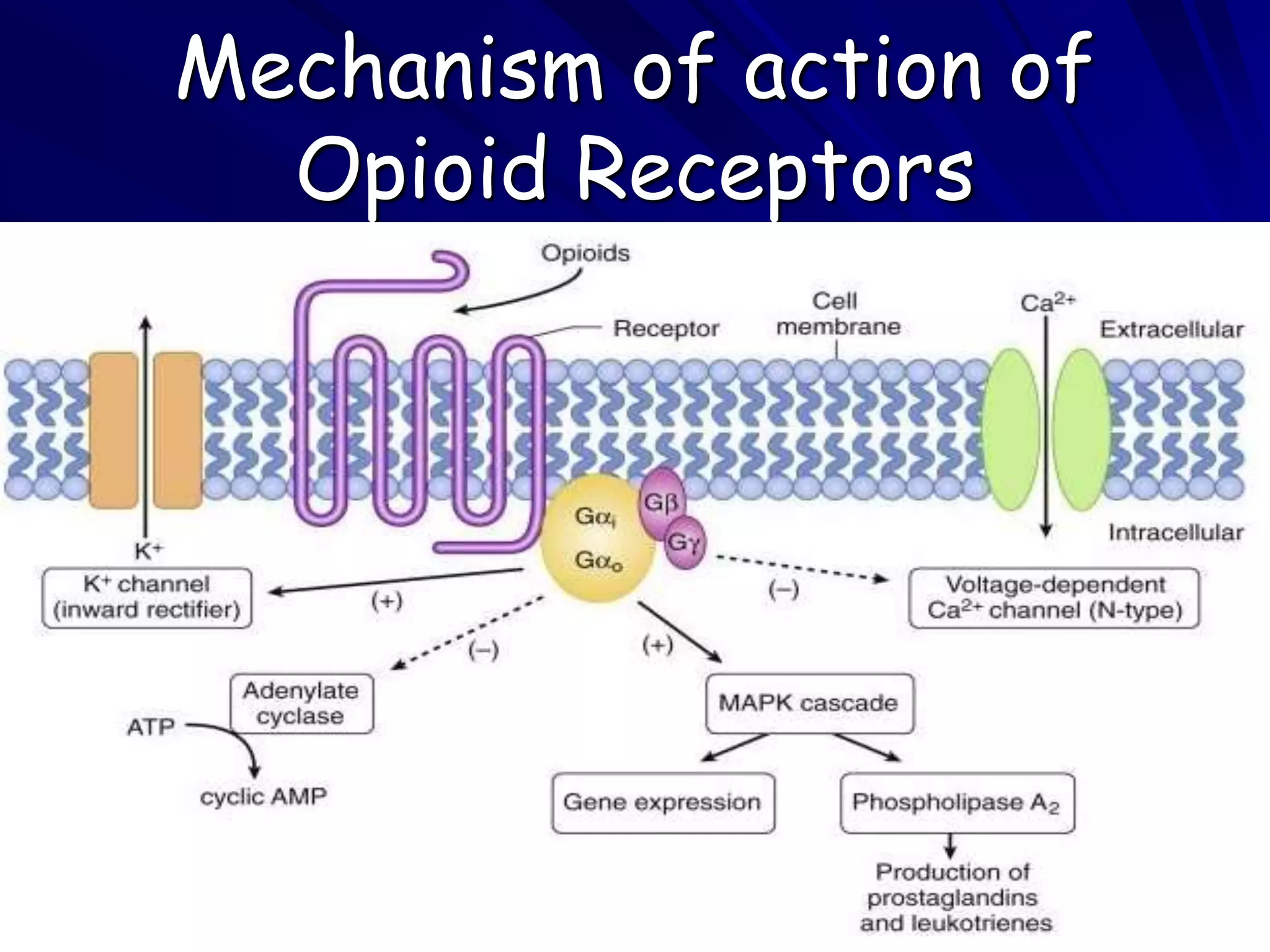 Opioid receptors & opioid analgesics | PPTX