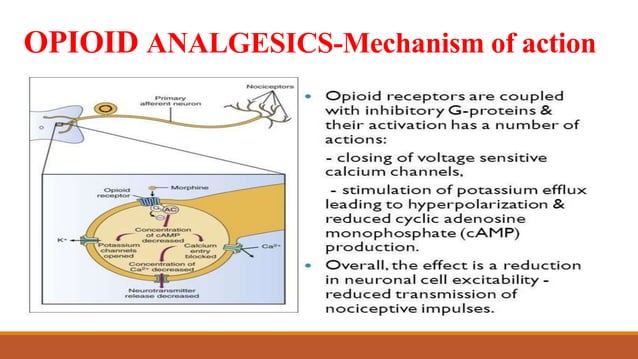 Opioids | PPT