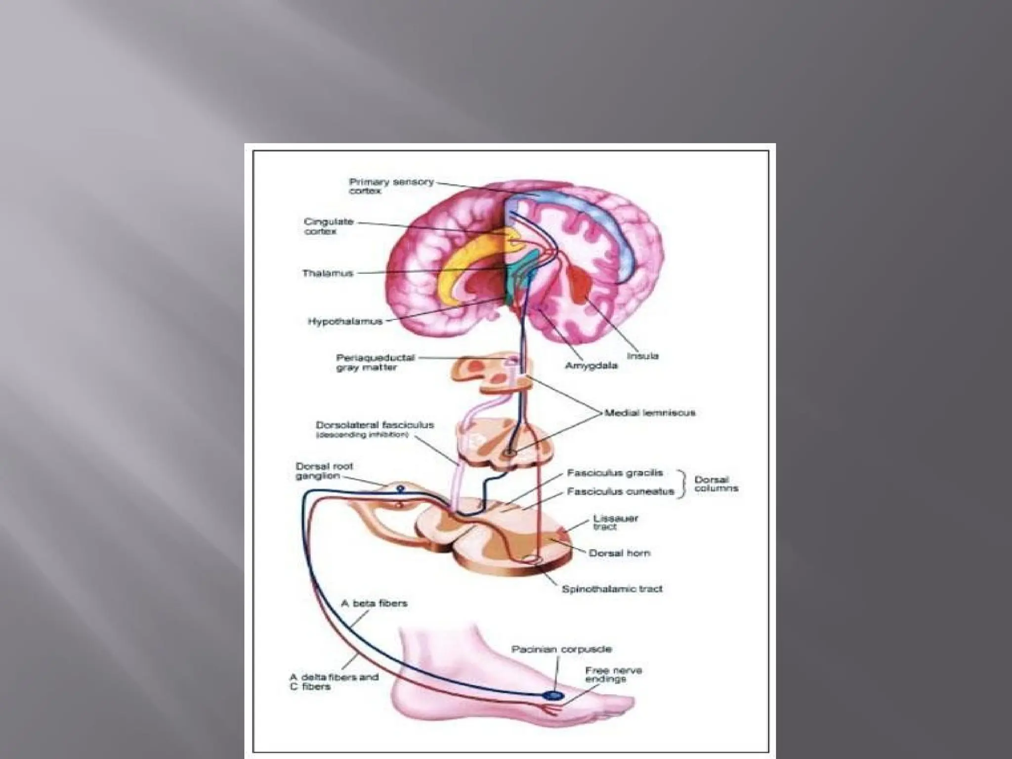 Opioids opoid , anasthesia, narcotics, clinical pharma (1).pptx