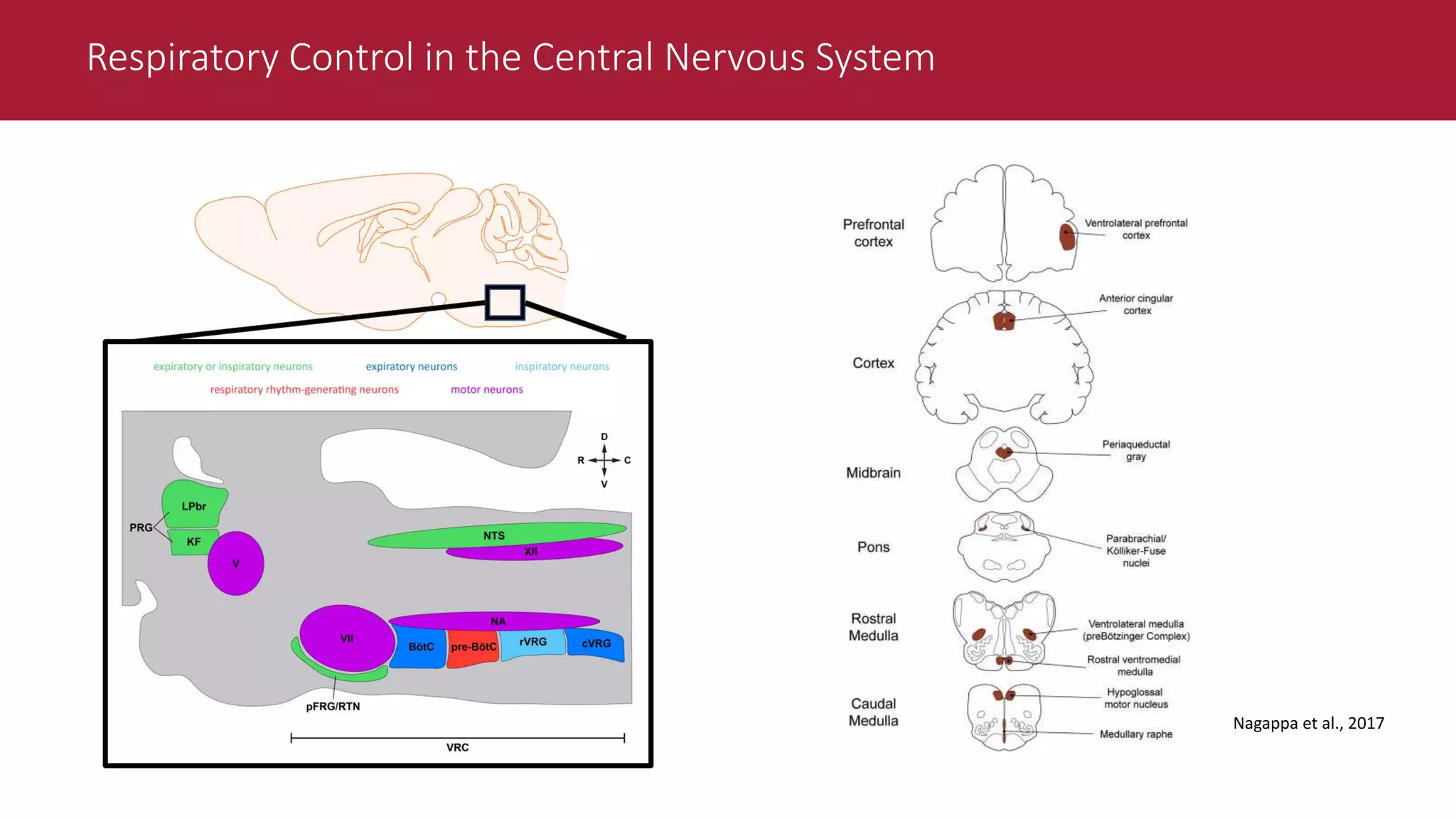 Understanding Physiological Mechanisms of Opioid Addiction ...