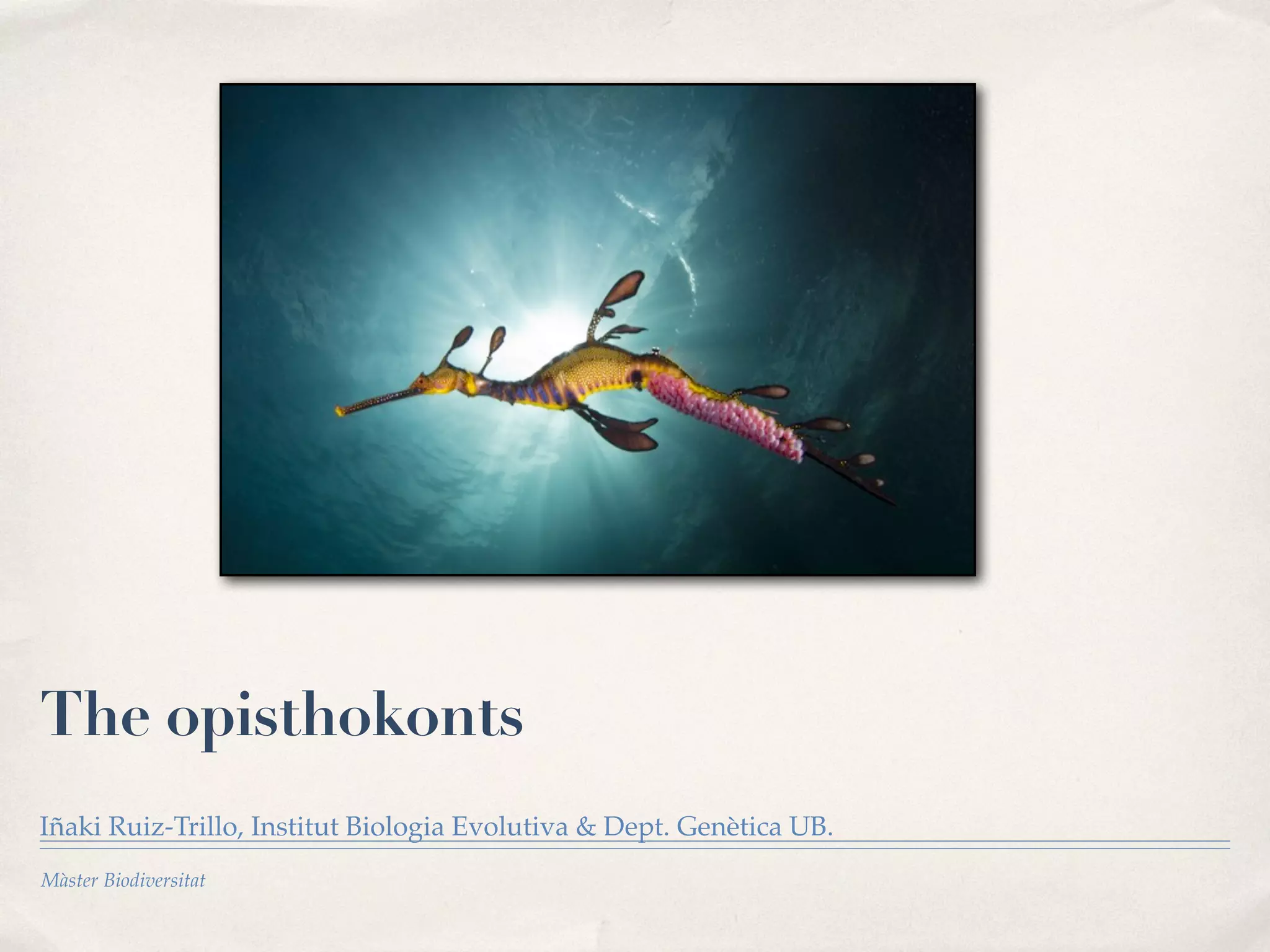 The Opisthokonts, 2014 | PPT