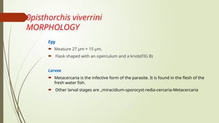 Opisthorchis viverrini, Opisthorchis felineus and Opisthorchiasis-1.pptx