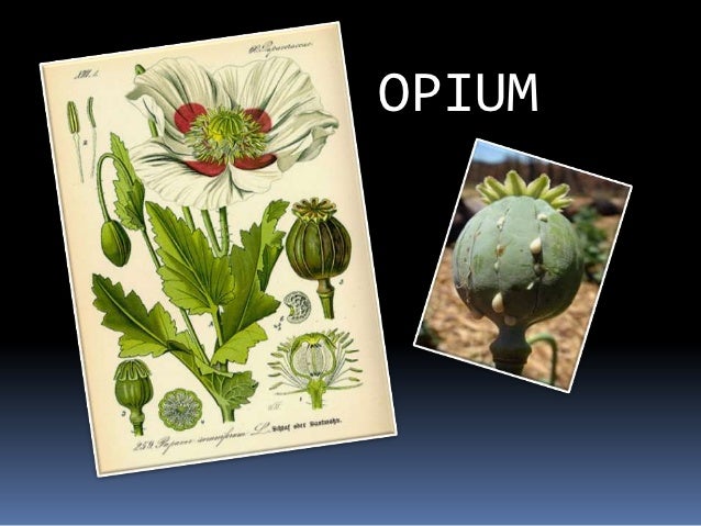 Opium Effects On The Human Body