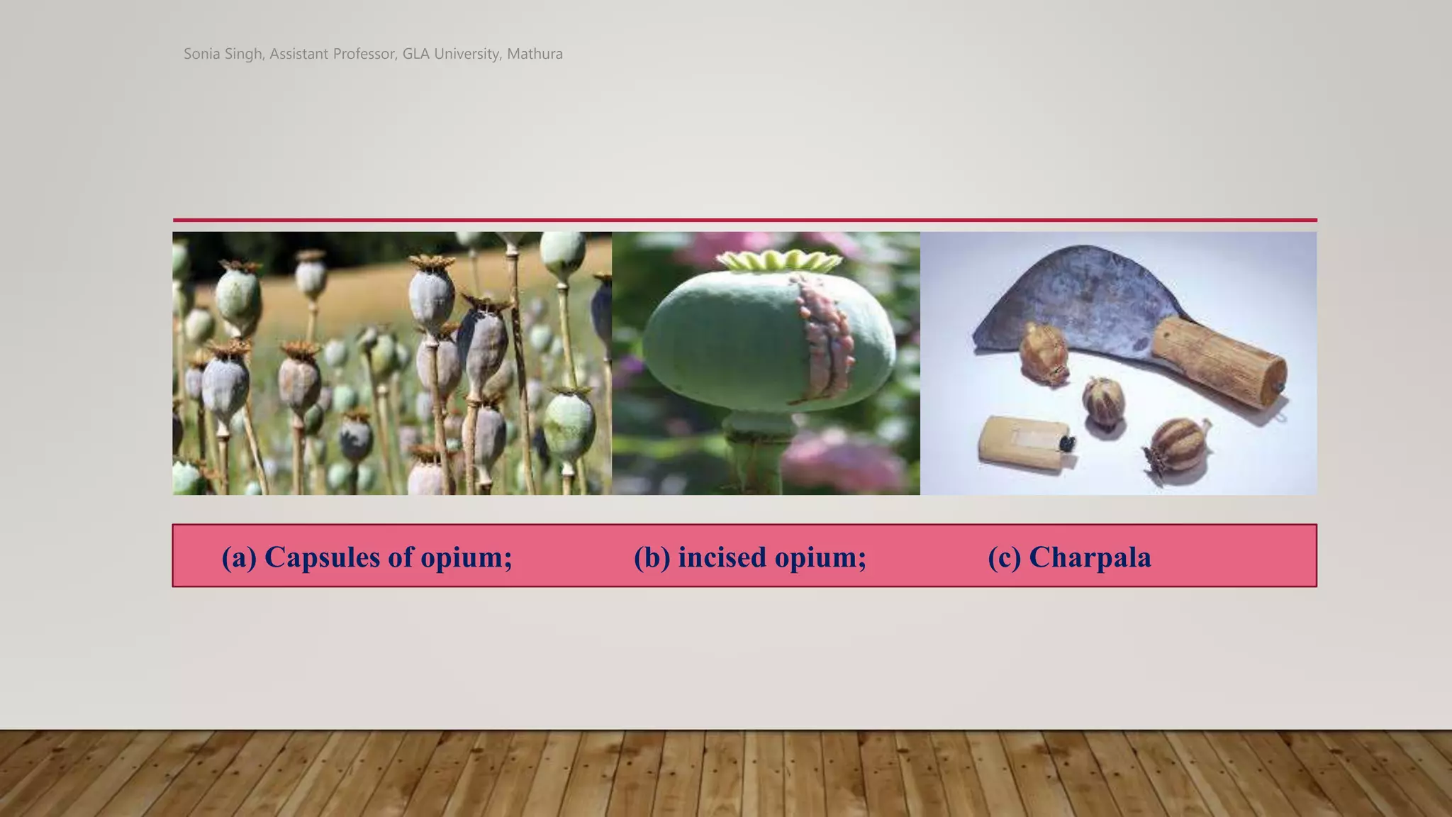 Opium: Biological source, Cultivation and collection, Morphology | PPTX