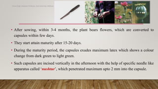Opium: Biological source, Cultivation and collection, Morphology | PPTX
