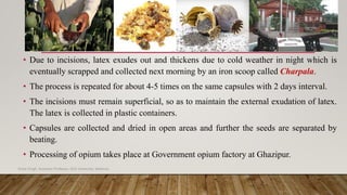 Opium: Biological source, Cultivation and collection, Morphology | PPTX