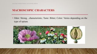 Opium: Biological source, Cultivation and collection, Morphology | PPTX