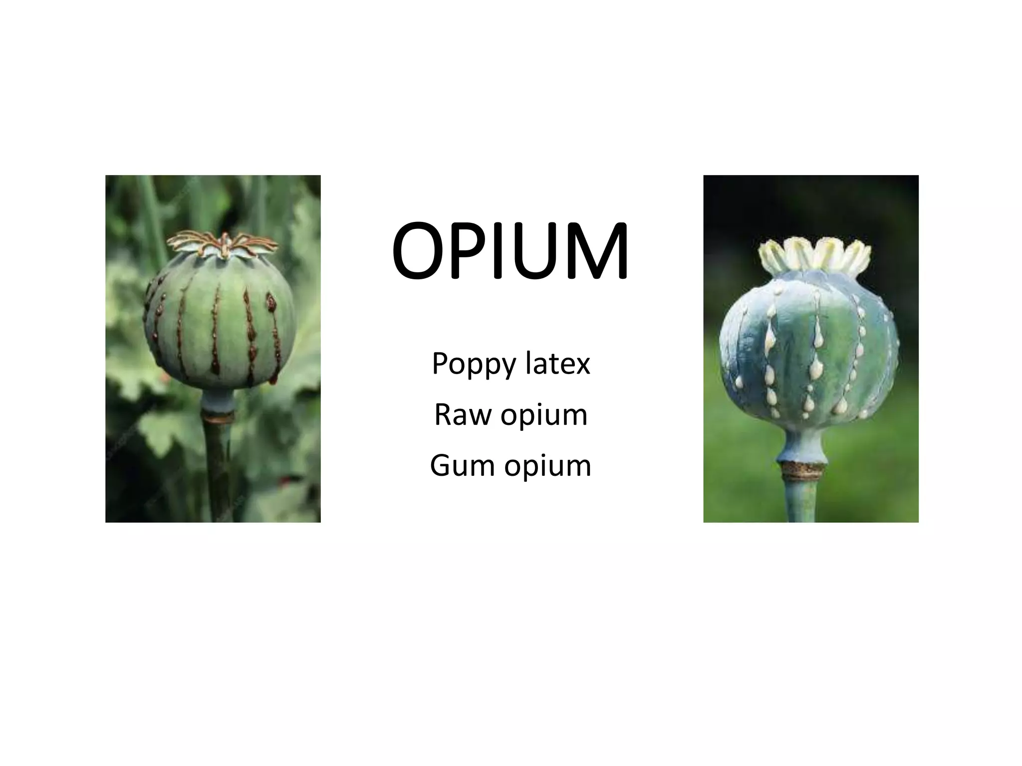 OPIUM.pptx