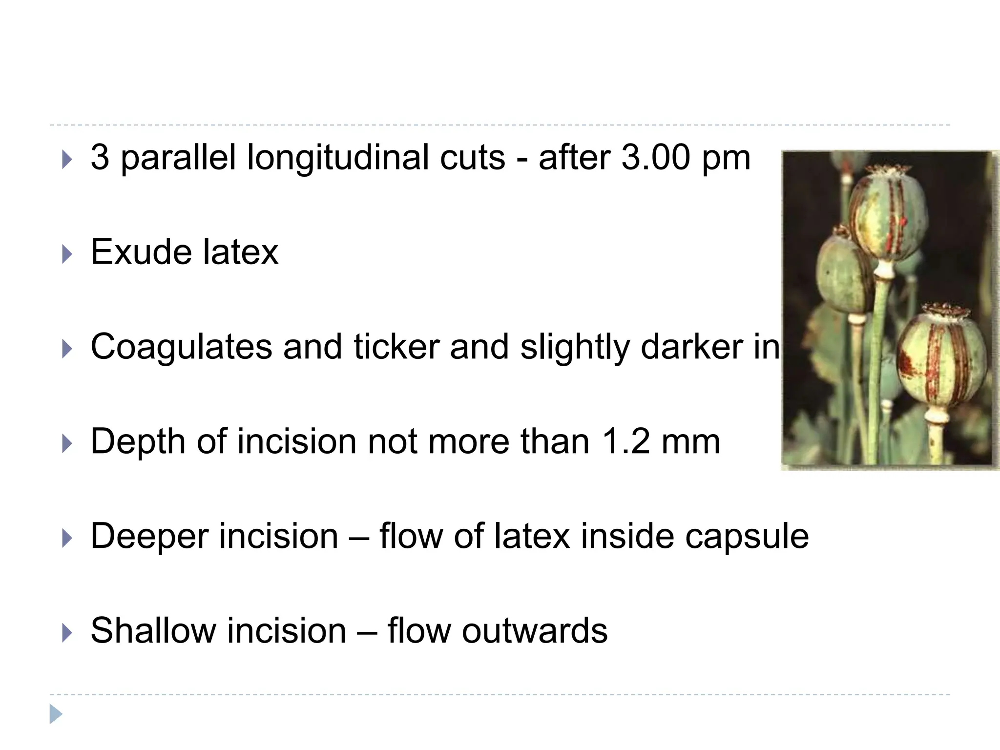 opium- Botany, propagation, harvesting and uses pptx | PPTX