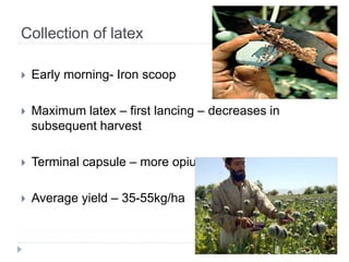 opium- Botany, propagation, harvesting and uses pptx | PPTX