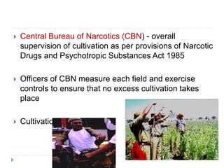 opium- Botany, propagation, harvesting and uses pptx | PPTX