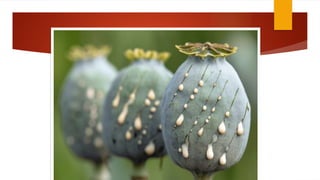 Pharmacognosy-II alkaloid drug opium poppy | PPTX