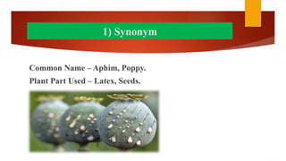 Pharmacognosy-II alkaloid drug opium poppy | PPT