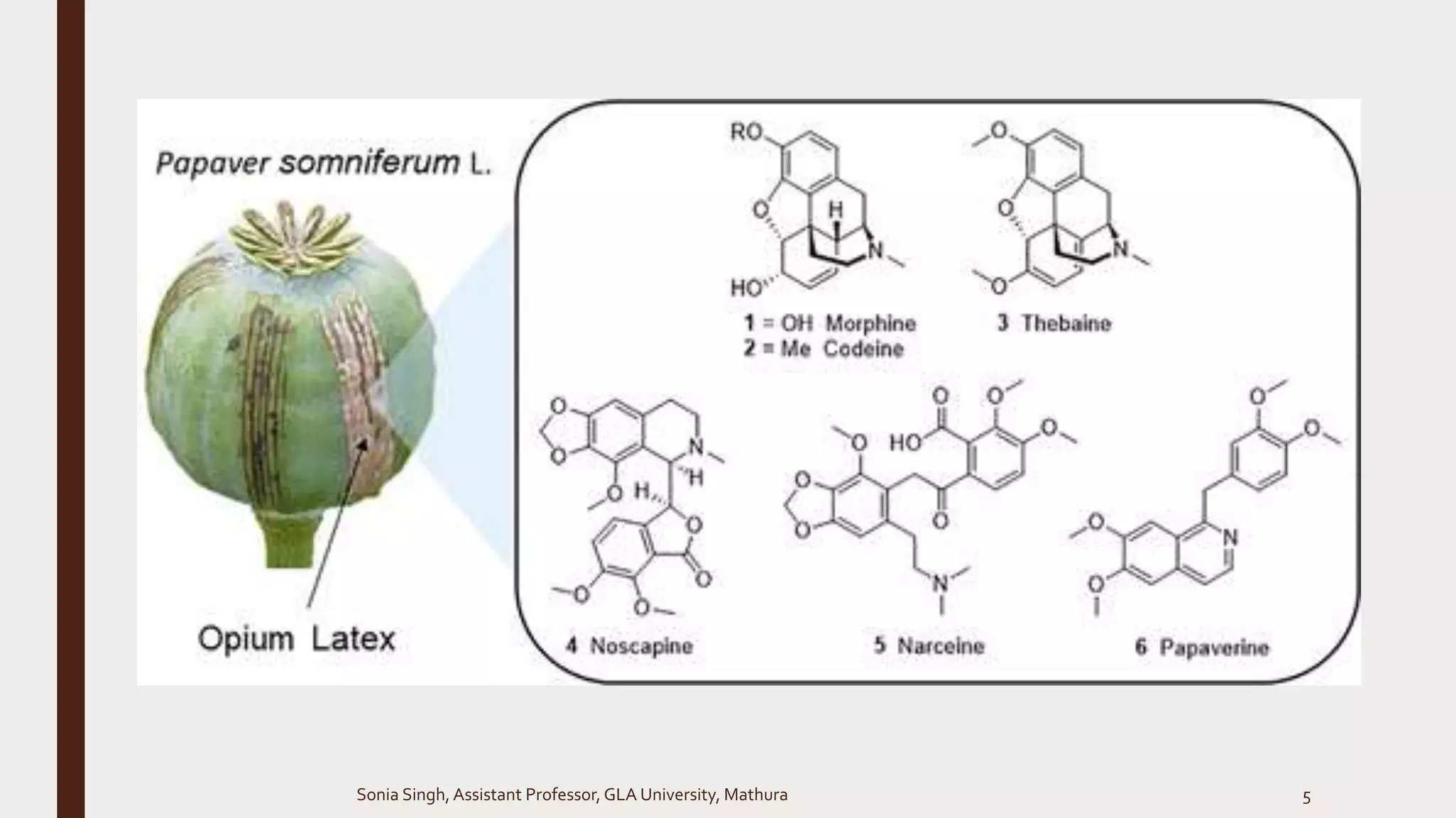 Opium: chemical constituents, therapeutic uses and commercial products ...