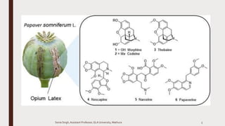 Opium: chemical constituents, therapeutic uses and commercial products ...