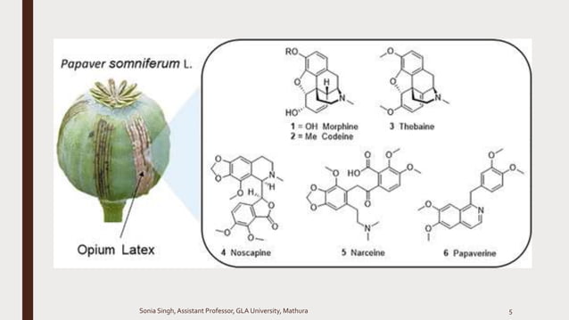Opium: chemical constituents, therapeutic uses and commercial products ...