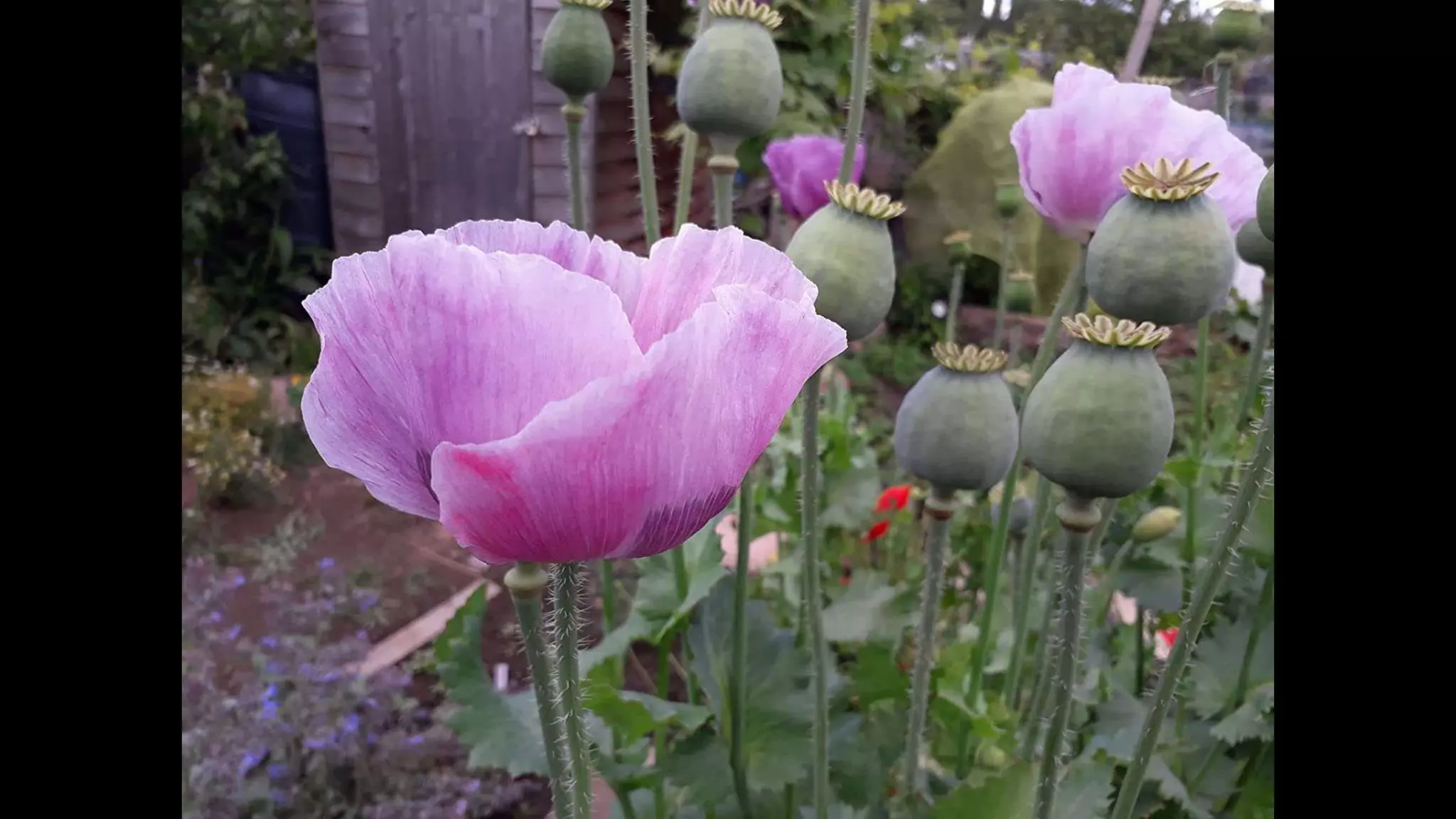 opium and its derivatives ppt.pptx