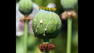 opium and its derivatives ppt.pptx