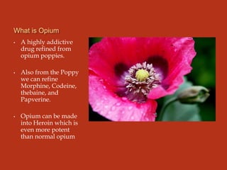 Opium poppy | PPTX