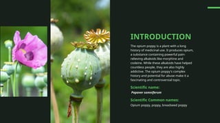 Opium poppy. pptx presentation about a plant | PPTX
