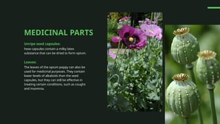 Opium poppy. pptx presentation about a plant | PPTX