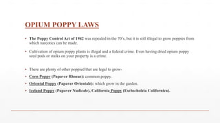 OPIUM POPPY DATA DOCUMENTS.ppt