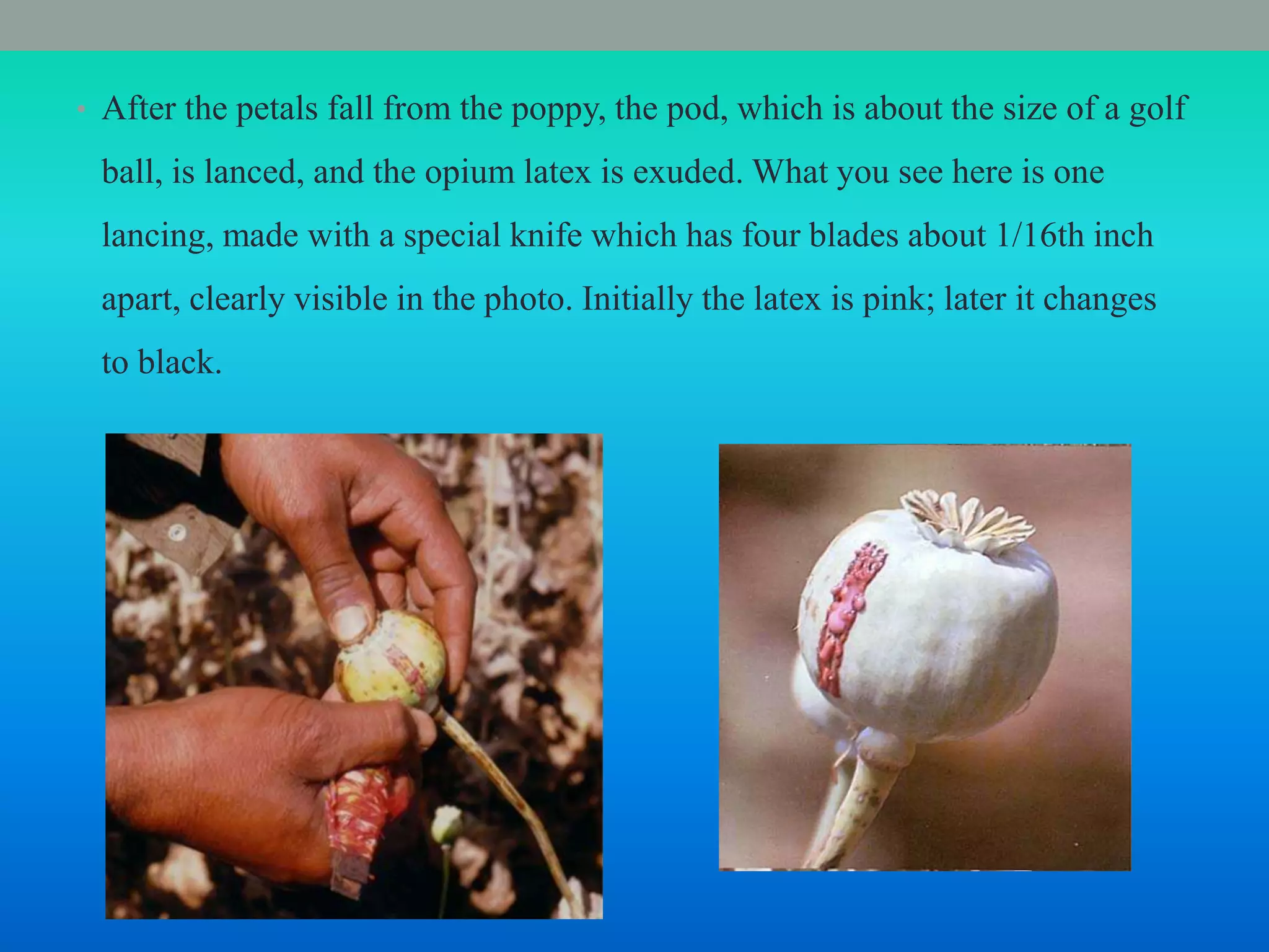 Pharmacognosy of Opium alkaloids ppt | PPT