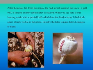 Pharmacognosy of Opium alkaloids ppt | PPT