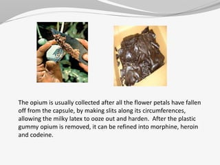 Opium slide share print jyoti yadav | PPT