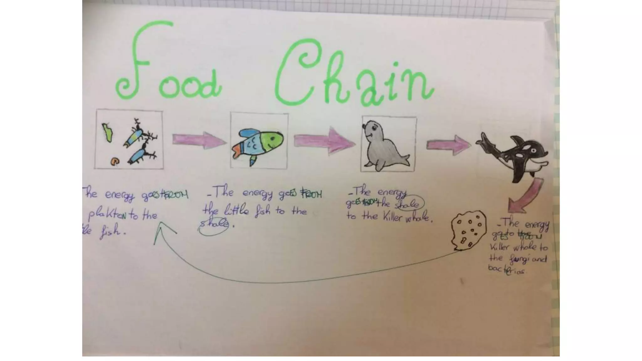 Food chain examples | PPTX