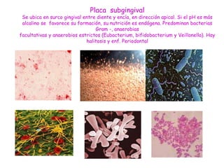 Placa dentobacteriana | PPTX