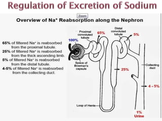 Sodium correction | PPTX