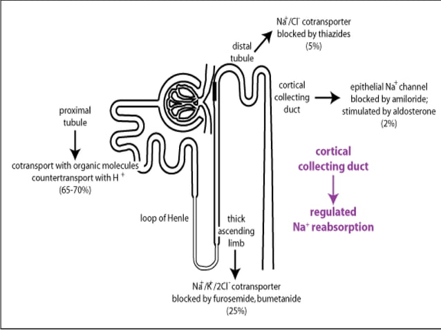 Sodium correction | PPTX