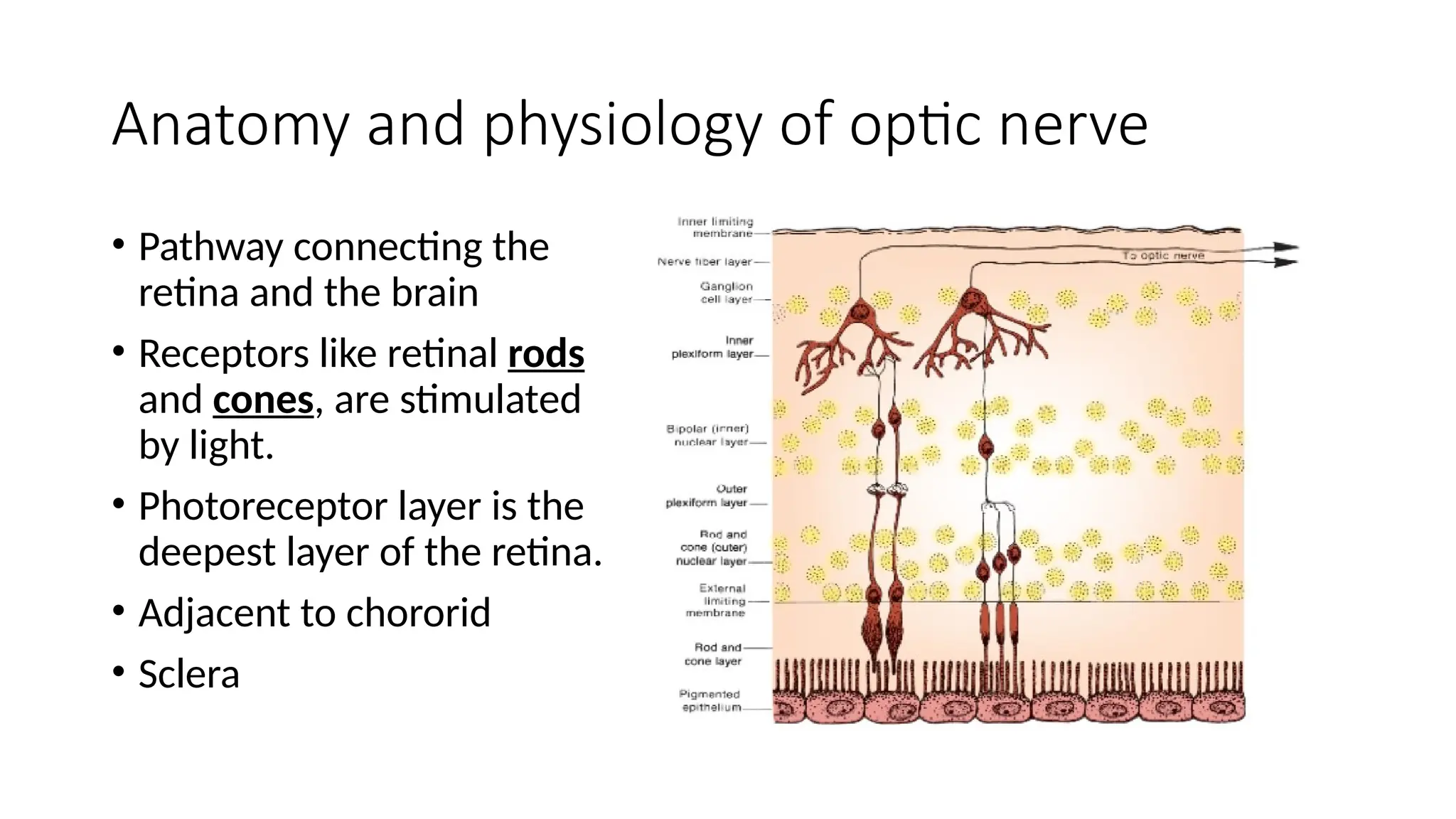 optic nerve anatomy physiology and pathophysiology | PPT